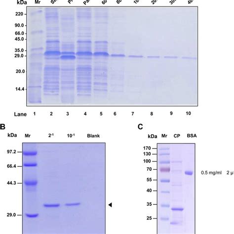 Prokaryotic Expression And Quantification Of Recombinant Coat Protein