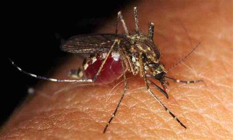 Casos De Dengue Crescem E Chegam A Em Fazenda Rio Grande Diz SESA Informativo Fazenda