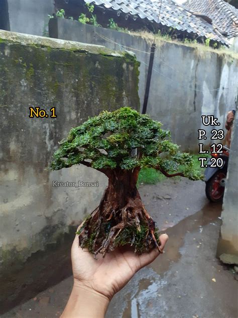Bonsai Aquascape Beringin Mini Lazada Indonesia