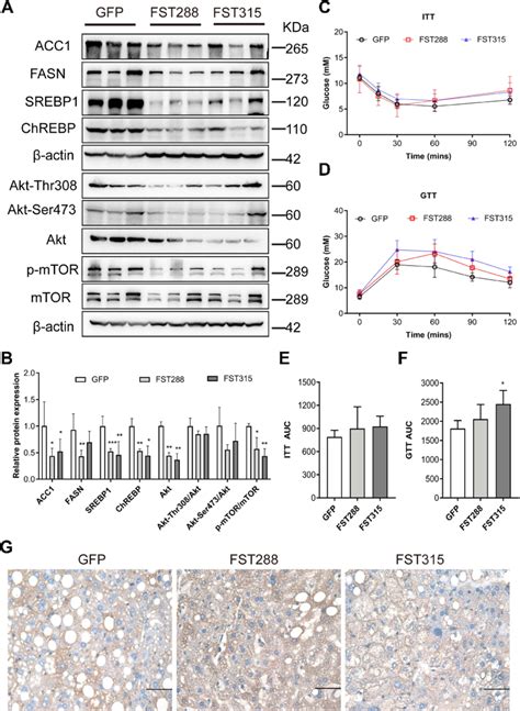 Fst Overexpression Inhibited Lipid Synthesis And Akt Mtor Pathway In