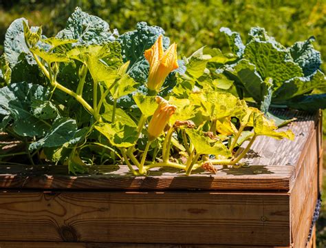 8 Tips For Growing Squash In Raised Beds