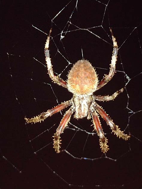 Orb Weaver Tn Area R Insects