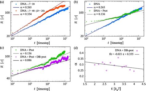 Measured Dynamical Exponents During Dna Expansion In All Cases Curves Download Scientific