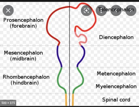Midbrain And Diencephalon Flashcards Quizlet