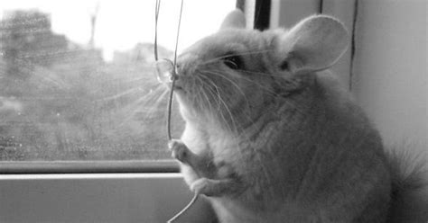 This Is Murray Hes 4 And A Pillock Imgur