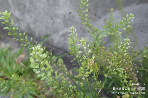 マメグンバイナズナ 日本まるごと生き物図鑑