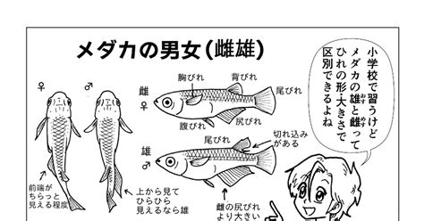 生物 【2p】 メダカの男女（雌雄） ドージマ・ダイスケ 2007～のマンガ 漫画 メダカ 理科 Pixiv