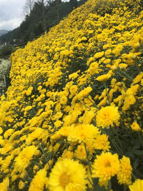 採菊東籬下，悠然見南山 每日頭條