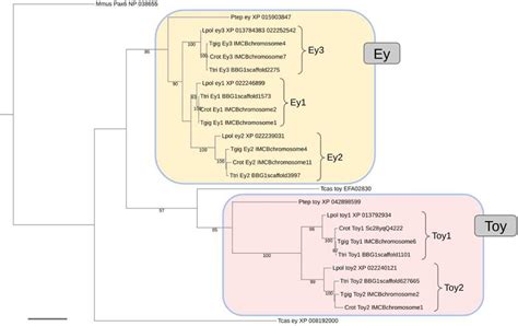 Maximum Likelihood Gene Tree Of Xiphosuran Pax Homologs Numbers At