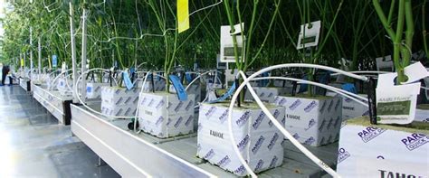 Hypochlorous Acid Hydroponic Drip Applications Current Culture H2o