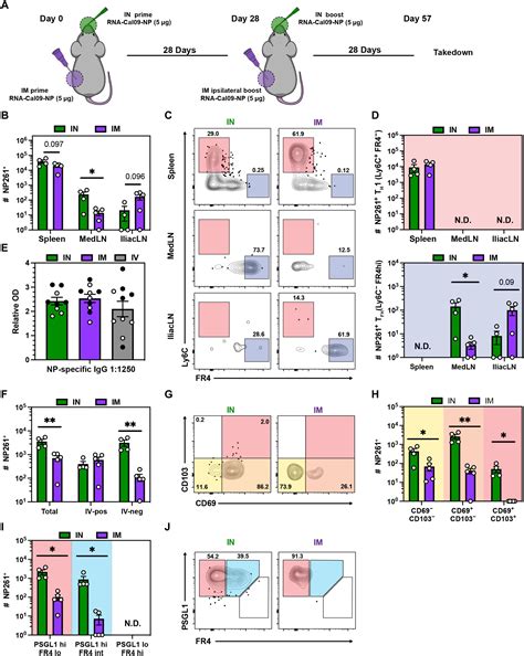 Route Of Self Amplifying Mrna Vaccination Modulates The Establishment