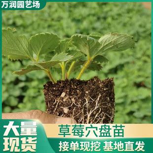 草莓穴盘苗批发带盆带土杯苗四季室内红颜章姬天仙醉可盆栽地栽 阿里巴巴