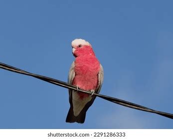 Galah Rose Breasted Cockatoo Eolophus Roseicapilla Perched Stock Photo