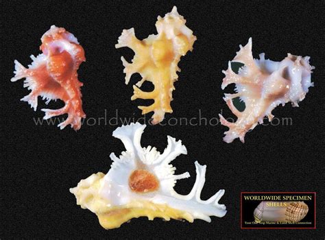 Homalocantha Anatomica Pele Pilsbry 1920 Oahu Hawaii This