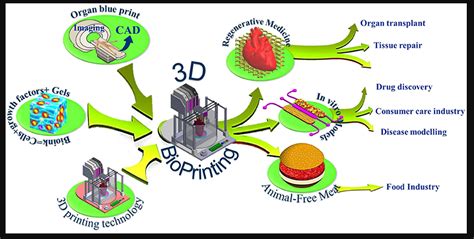 Revolutionizing Additive Manufacturing The Applications Of Bioprinting