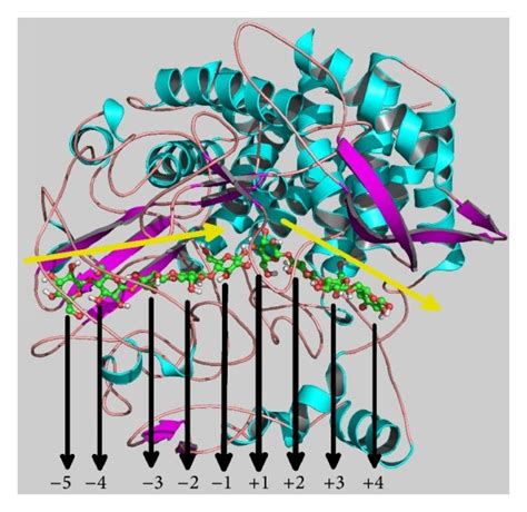 Crystallographic Structure Of The Cellulase Cel48f Interacting With Two