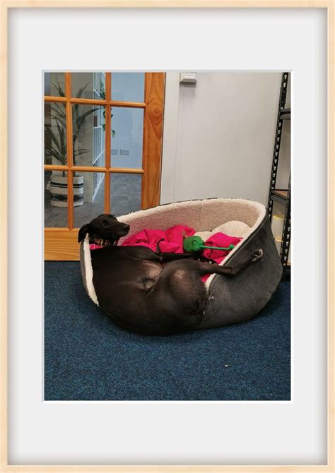 Anatomy Of A Chef Knife Poster