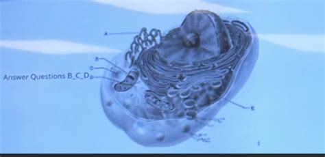 Cell Diagram Quizlet