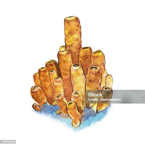 흰색 바탕에 격리 해 초 바다 생활 개체입니다 수채화 손으로 그린된 그림을 그려 수 중 수채화 배경 그림입니다 0명에 대한 스톡
