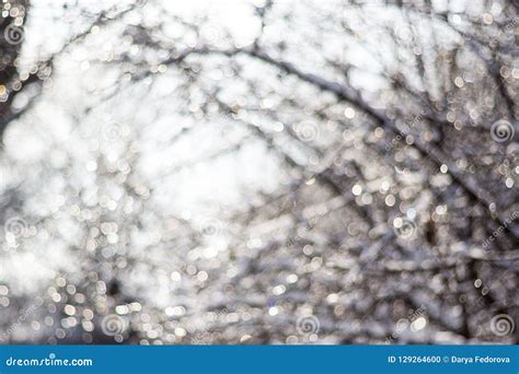 Winter Snow Blurred Background In City Park Snowfall In Forest Tree