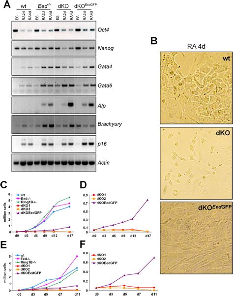 Polycomb Complexes Act Redundantly To Repress Genomic Repeats And Genes