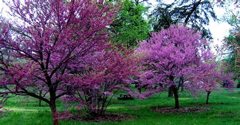 Gardens Oklahoma State Tree Eastern Redbud