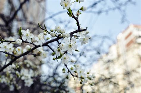아름 다운 흰색 사과 꽃입니다 꽃 사과 나무입니다 자연 야외에 신선한 봄 배경 봄의 꽃이 피는 부드러운 초점 이미지 부활절과 봄 인사말 카드 배너 0명에 대한 스톡 사진 및
