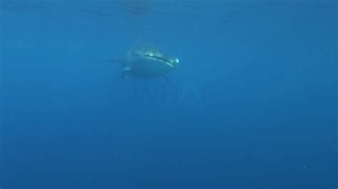 Sreenu Modini Posted On Linkedin