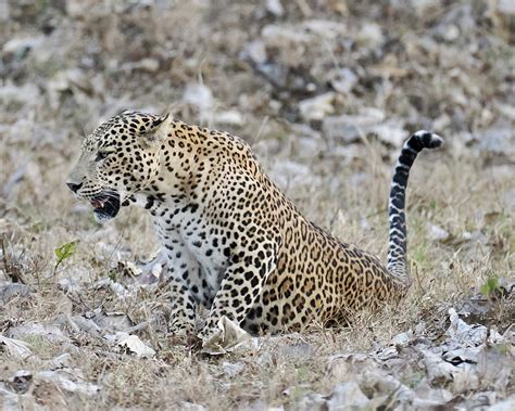 Indian Leopard Nagarhole Tiger Reserve Pelican Yoga