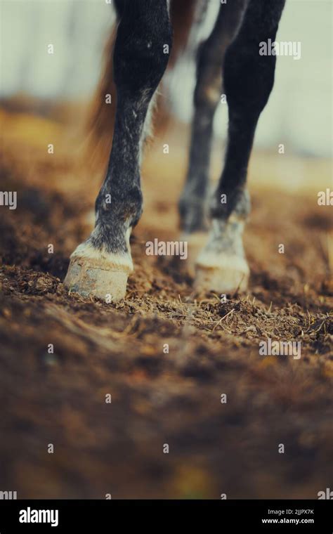 A Closeup Of Black Horse Hooves Livestock Grazing In The Pasture Stock