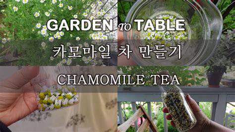 Sub카모마일 키워서 차 만드는 과정을 담아 봤어요세 가지 카모마일 건조방법카모마일 키우기카모마일 차 만들기 Youtube