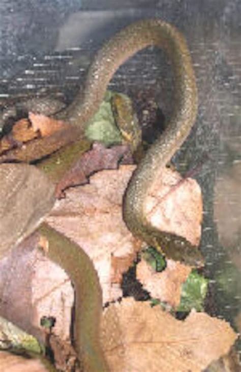 ヒバカリの特徴と飼育方法普通のヘビとの違いとは 爬虫類両生類 All About