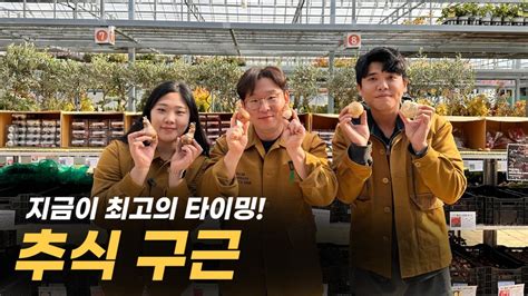 정원의 가성비 필수템 추식구근 대량입고 ️ Youtube