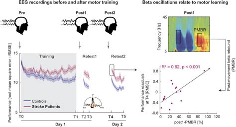 sensorimotor cortex beta oscillations reflect motor skill learning