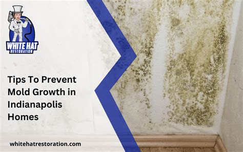 6 Tips To Prevent Mold Growth In Homes