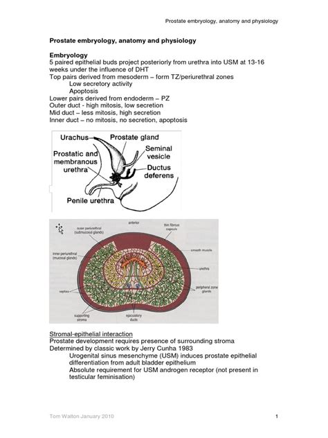 Tjw Prostate Embryology Anatomy And Physiology Pdf Pdf Prostate