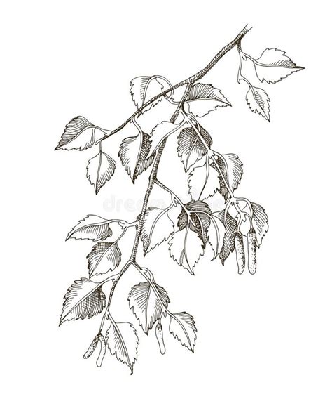 Oak Tree Branch With Green Leaves Stock Illustration Illustration Of