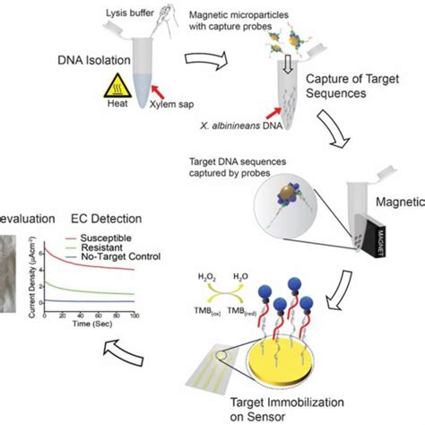 Schematic Representation Of The Assay For Naked Eye Evaluation And