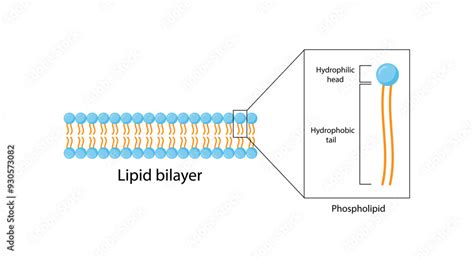 Poster Lipid Bilayer Wall Art Ukposters
