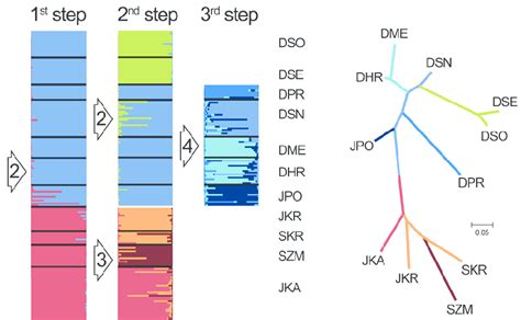 estimated population structure as inferred by hierarchical structure