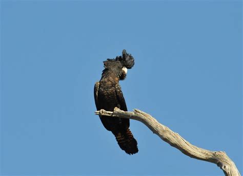 Red Tailed Black Cockatoo R Samueli F Darling R Birdshot Photography
