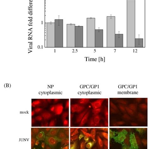 Nipah Virus Replication In Vero Cells Vero Cells Were Infected With