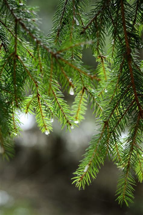 Preserving Pine Branches For Crafts And Decor