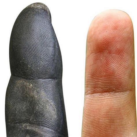 Chimpanzee Fingertip Vs Human Fingertip Rexmormon
