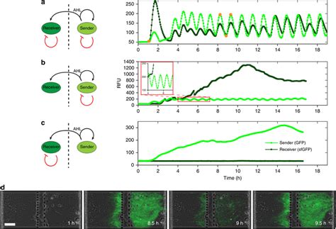 Synchronized Oscillations In Communicating Populations A Oscillations Download Scientific