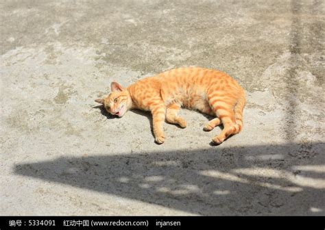 猫咪晒太阳高清图片下载 红动中国