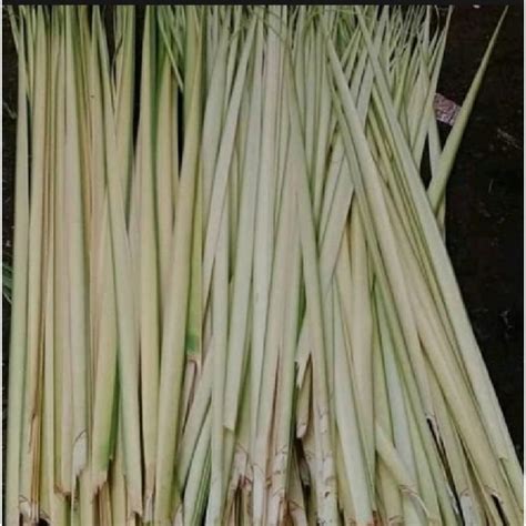 Jual Daun Janur Kelapa Muda Cocok Untuk Membuat Cangkang Ketupat