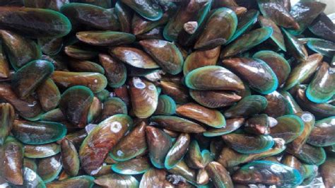 Bilang Ng Mga Nalason Sa Pagkain Ng Greenshell Sa Capiz Umabot Na Sa