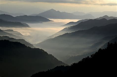 樱花 树木 开花 花朵 盛开的壁纸 背景4k高清网 千星图壁纸 高清电脑桌面壁纸图片大全 Wallhaven 彼岸壁纸
