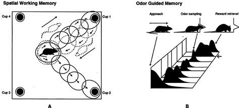 Idealized Neuronal Firing Patterns Of An Ensemble Of Hippocampal Download Scientific Diagram
